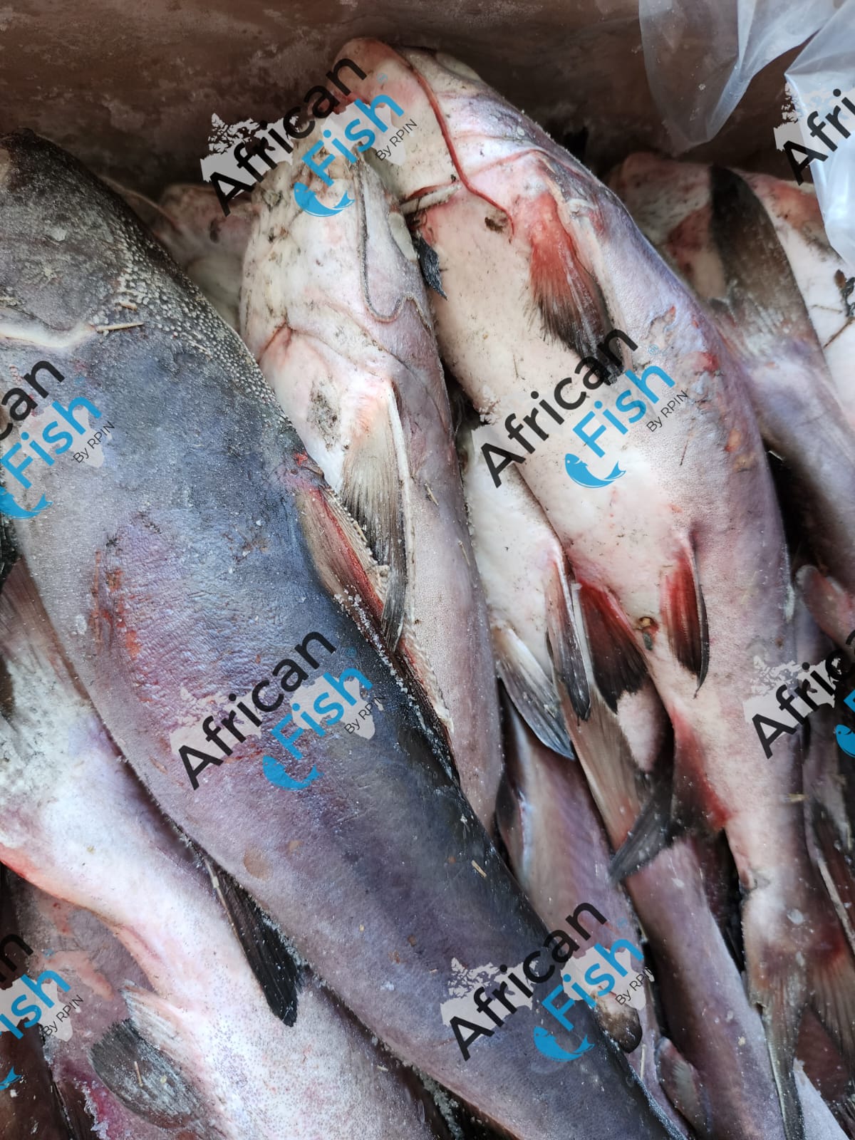 Machoirons : Poisson Chat de Mer – La fraîcheur de L'Afrique dans votre ...