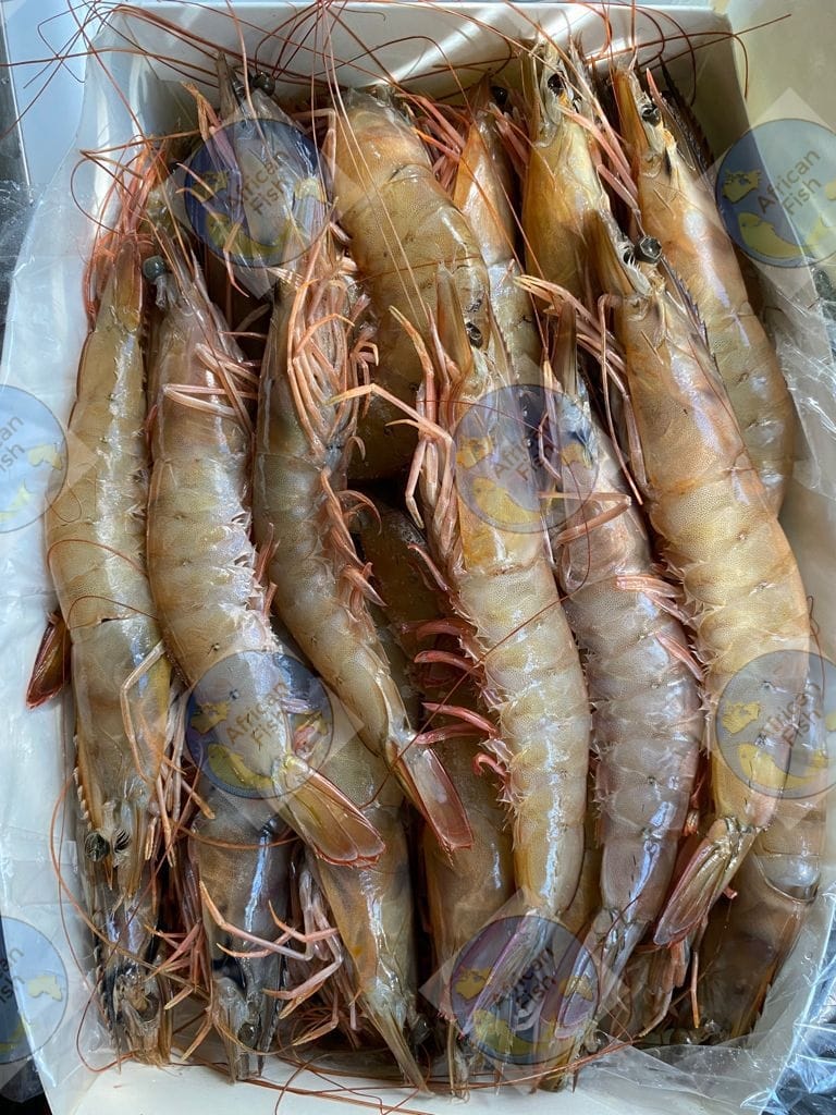 Grosses Crevettes/ Gambas – La fraîcheur de L'Afrique dans votre assiette!