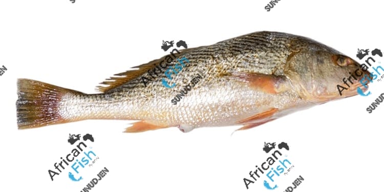 Courbine jaune/Croaker d’Afrique/Bar grosse tete – La fraîcheur de L ...